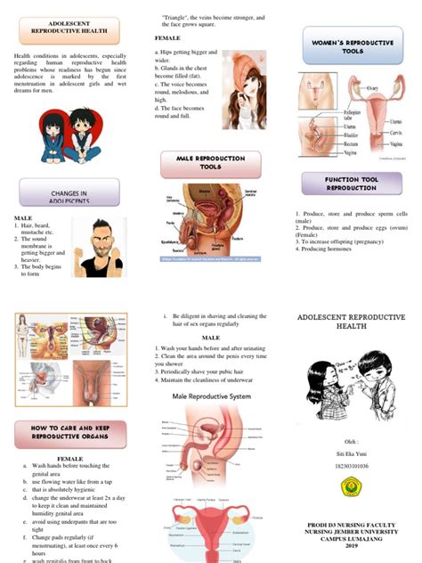 Leaflet Kesehatan Reproduksi Remaja Pdf Sex Organ Reproduction