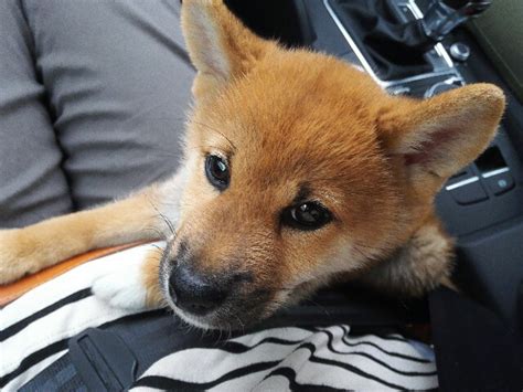 柴犬ブログ始めます うちの犬 気まぐれ柴犬麦の日記
