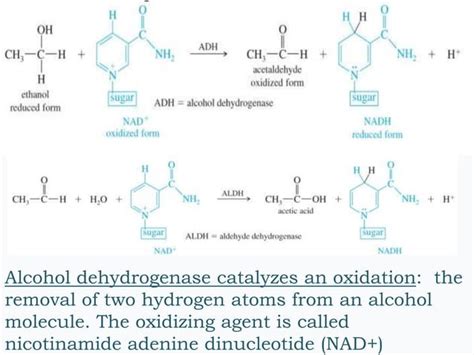 Enzyme Catalyzed Reactions Pptx Chemistry Science