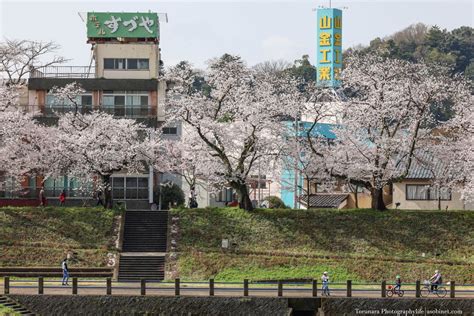 キヤノン「rf70 200mm F4 L Is Usm」レンズレビューボケ編 とるなら