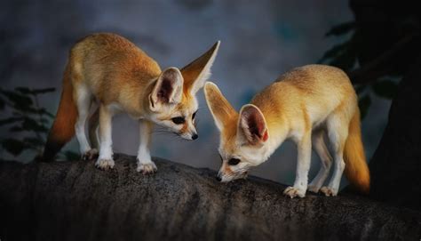 Fennec Fox 4k Fox Wildlife Hd Wallpaper Rare Gallery