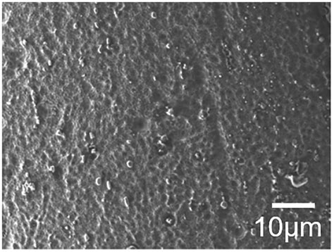 Sem Micrograph Of Niti Archwires In Presence Of Coating With Ag