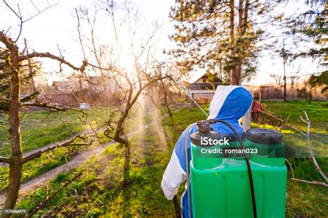 과수원에서 긴 분무기로 과일 나무를 보호하는 전체 정원사의 뒷모습 55 59세에 대한 스톡 사진 및 기타 이미지 55 59세 겨울나무 계절 Istock