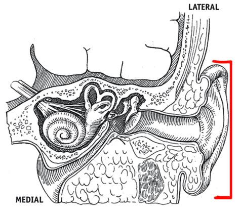 Bio211 Aandp Lab Special Senses Ear Parts Flashcards Quizlet