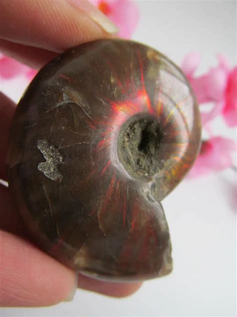 Rare Natural Rainbow Bammonite Ammolite Shell Gem Fossil Reiki Healing