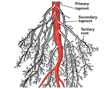 Taproot And Adventitious Root The Best 6 Amazing Difference