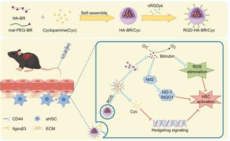 何金汗教授、李艳萍研究员团队在advanced Functional Materials发文：构建一种活性氧响应的双靶向纳米 生物通