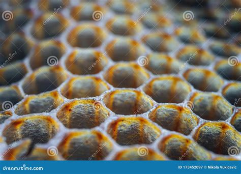 Larva Of Jackfruit Borer Injure On Jackfruit Young Bud And Their