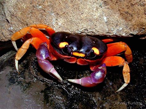 Halloween Moon Crab