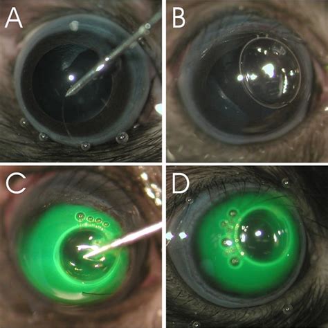 Injection Procedure In Mice A The Cornea Is Punctured Closely Download Scientific Diagram