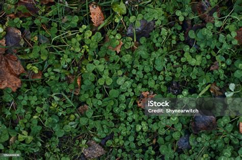어두운 가을 숲에서 촬영 녹색 식물 종 고사리 클로버 둥근 잎의 다양한 0명에 대한 스톡 사진 및 기타 이미지 0명 경관 계절 Istock