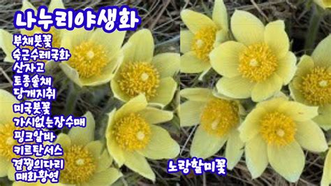 나누리야생화 보라싸리분홍양지부채붓꽃은엽원종시클라멘별피기바람꽃장미조팝할미꽃아네모네숙근수레국화돌부채드럼스틱토종노루귀산자고무늬개나리홍겹장수매겹꿩의