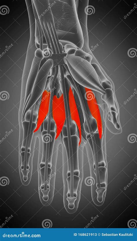 Anatomy Illustration Lumbricals Stock Illustration Illustration Of