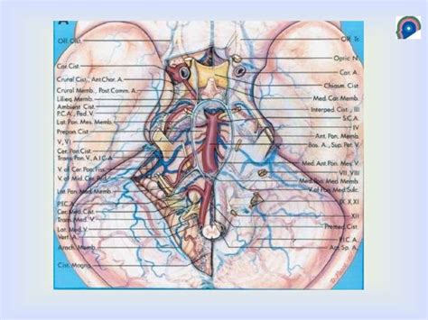 Cisterns Of Brain Pptx Brain And Nervous System Disorders Diseases And Conditions