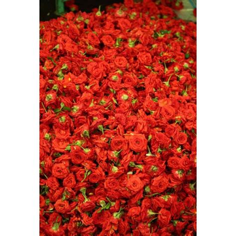 Mirabel Rose Flowers At ₹ 120 Kg Fresh Flowers In Bengaluru Id