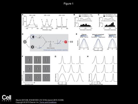 Origin And Function Of Tuning Diversity In Macaque Visual Cortex Ppt