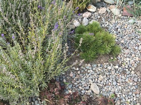 Полынь Альпийская (47 фото) - фото - картинки и рисунки: скачать бесплатно