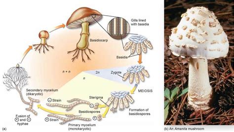 Basidiomycete Life Cycle