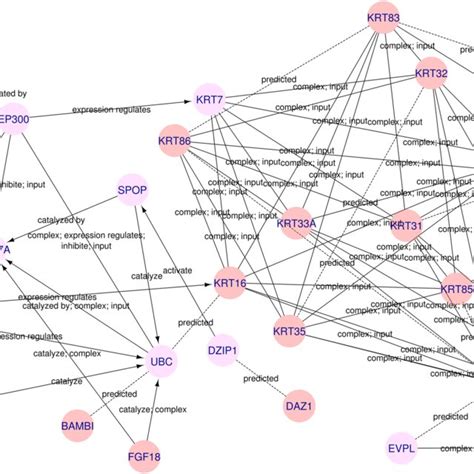 functional interaction network generated by reactome fiviz app the