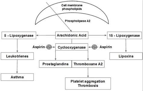 Understanding The Pathophysiology Of Asthma