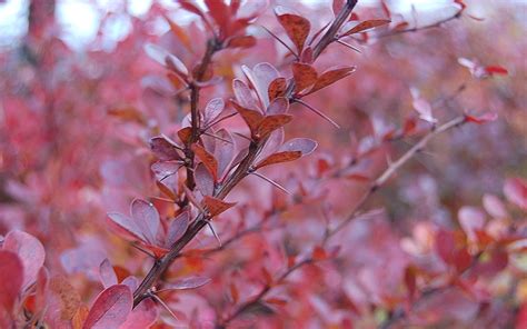 붉은 열매와 잎이 아름다운 당매자나무와 홍매자나무 네이버 블로그
