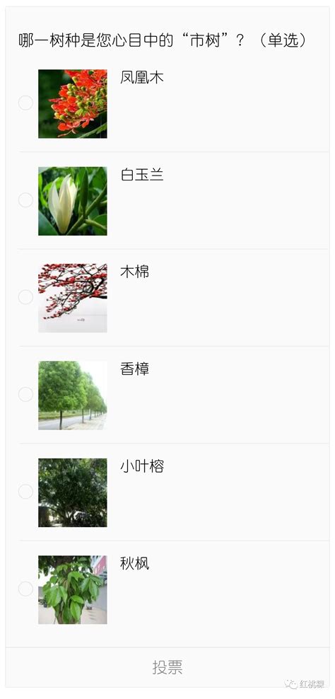 潮州市市树评选开始投票啦候选树种有这些 搜狐大视野 搜狐新闻