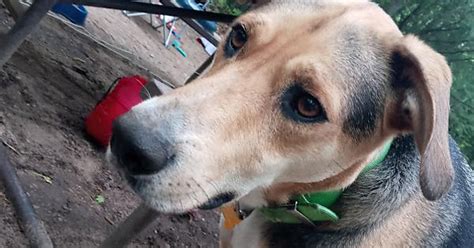 He Was Watching A Chipmunk Steal His Food Then Later Started Stashing