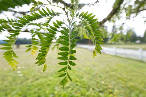 How To Identify Deciduous Trees By Their Leaves