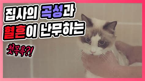 생애 첫 목욕하는 렉돌 고양이와 집사의 반응 냥냥펀치와 집사의 곡성과 혈흔이 난무하는 현장 YouTube
