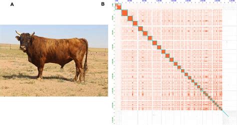 Near Telomere To Telomere Genome Assembly Of Mongolian Cattle