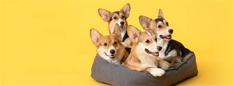 ඔබට පොල් කටු නිර්මාණයක් මිලදී Pol Katu පොල් කටු නිර්මාණ Facebook