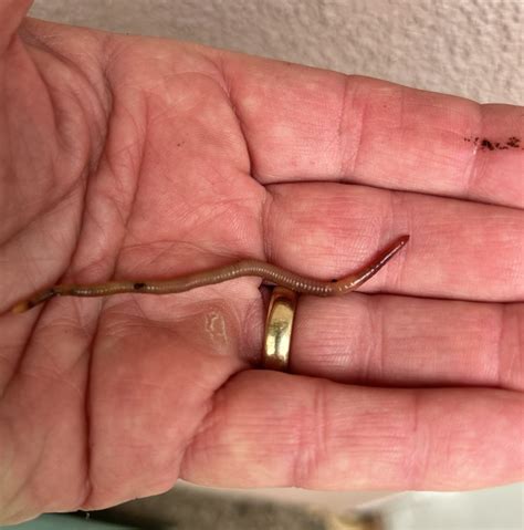 In Praise Of Gracie My Red Wiggler Compost Worm Steve Jacobsen Edd