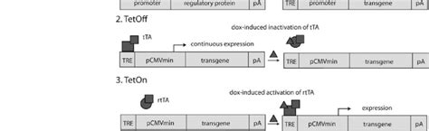 Schematic Representation Of Tet Regulated Systems Figure Based On Download Scientific Diagram