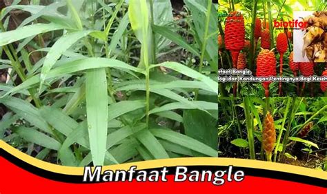 Temukan Manfaat Bangle Yang Jarang Diketahui Biotifor