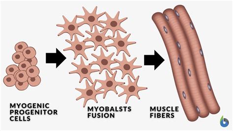 Myoblast Definition And Examples Biology Online Dictionary