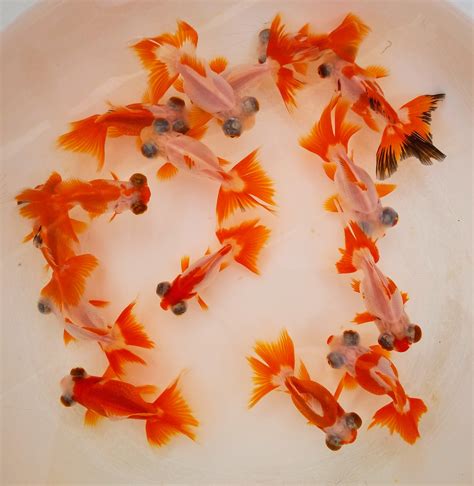 入荷情報（レッサーパンダ、サラサ蝶尾、出目金、キャリコ琉金） なかの金魚園