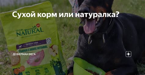 Сухой корм или натуралка Доберман Вега Дзен