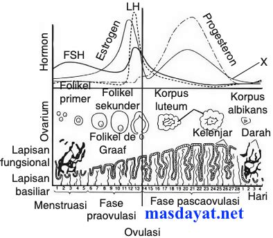 Perhatikan Gambar Siklus Menstruasi Berikut Berdasarkan Gambar Hormon Yang Ditunjukkan Huruf X