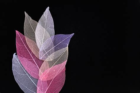 검은 배경에 스켈레톤 잎 여러 가지 빛깔의 세트 마른 잎 나무 Texturemacro 사진 텍스트에 대 한 공간 자연 부드러운 배경입니다 0명에 대한 스톡 사진 및 기타