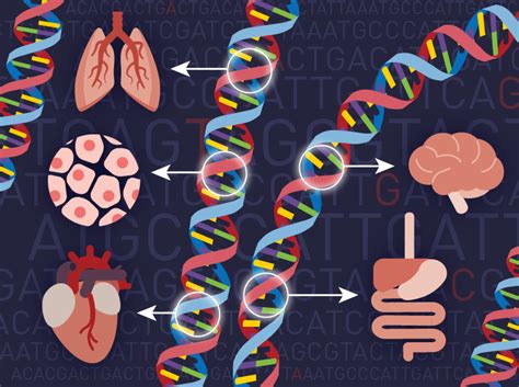 New Maps Link Thousands Of Genetic Variants To Disease Genes Broad