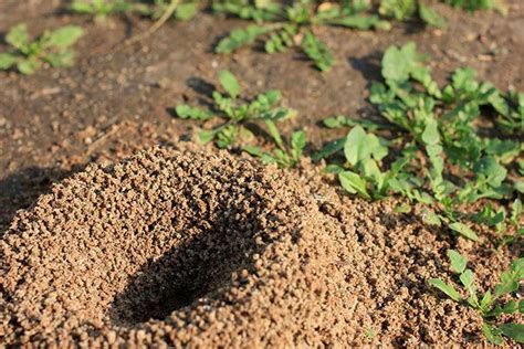 How To Kill And Prevent Fire Ants In Your Yard Artofit