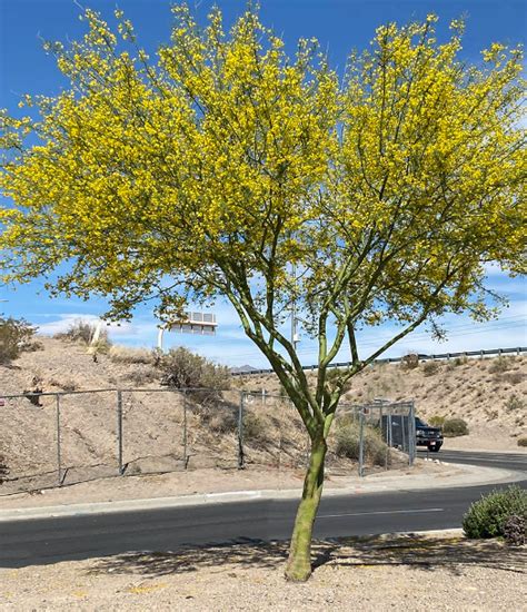 The Best Trees For Your Landscape In Burbank And San Fernando Valley