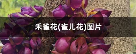 禾雀花 花百科