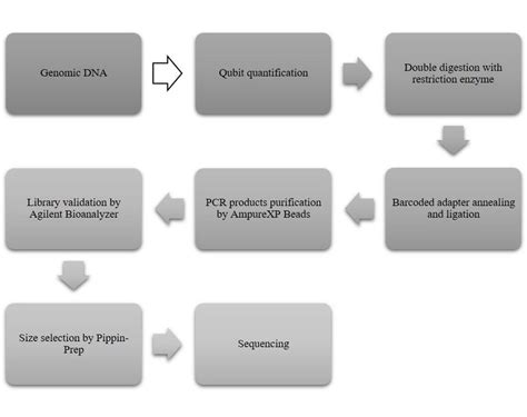 A The Stages Radseq Restriction Site Associated Dna Sequencing