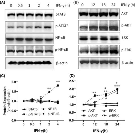 Interferon Gamma Ifn‐γ Activates Akt Erk And Stat3 Signaling Download Scientific Diagram
