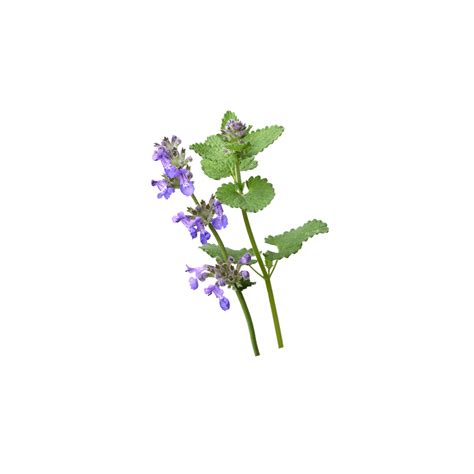 Catnip Seeds Northern Seeds Ritchie Feed And Seed Inc