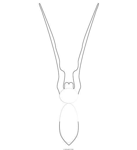 Как нарисовать насекомое поэтапно 🖌 Рисунки карандашом поэтапно