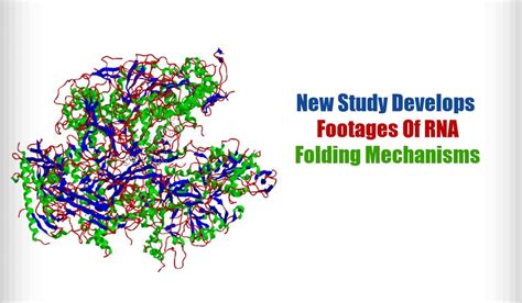 Novel RNA Folding Videos Unrolls The Mystery Behind Its Mechanism