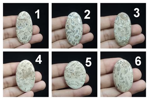 Natural Fossil Palm Root Agatefossil Woodfossil Palm Wood Oval