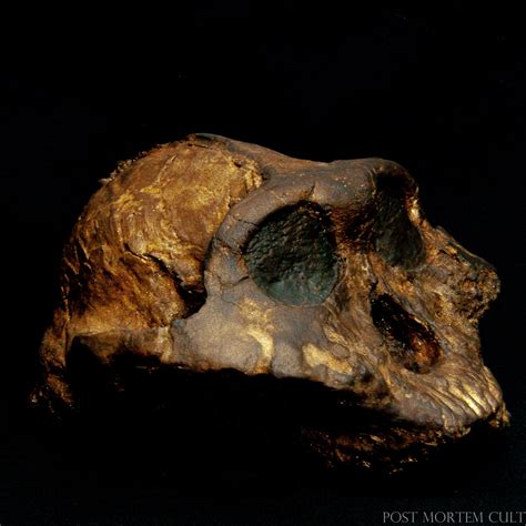 Paranthropus Boisei Skull Replica Hominid Fossil ‘zinj Post Mortem Cult